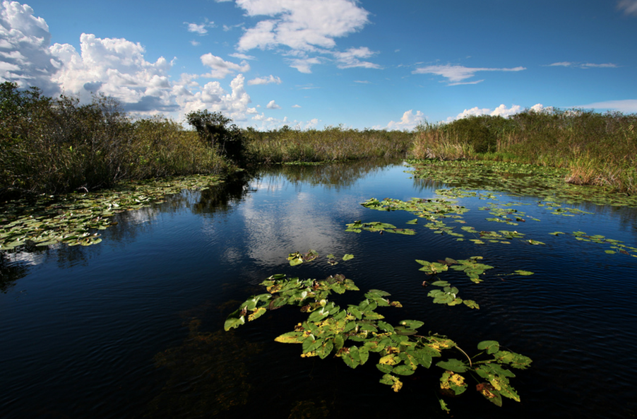 Facts About the Everglades - Planet Pixies | Organic Dolls, Eco ...